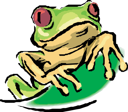 Rain Forest - Red Eyed Tree Frog - (489x428) Png Clipart Download