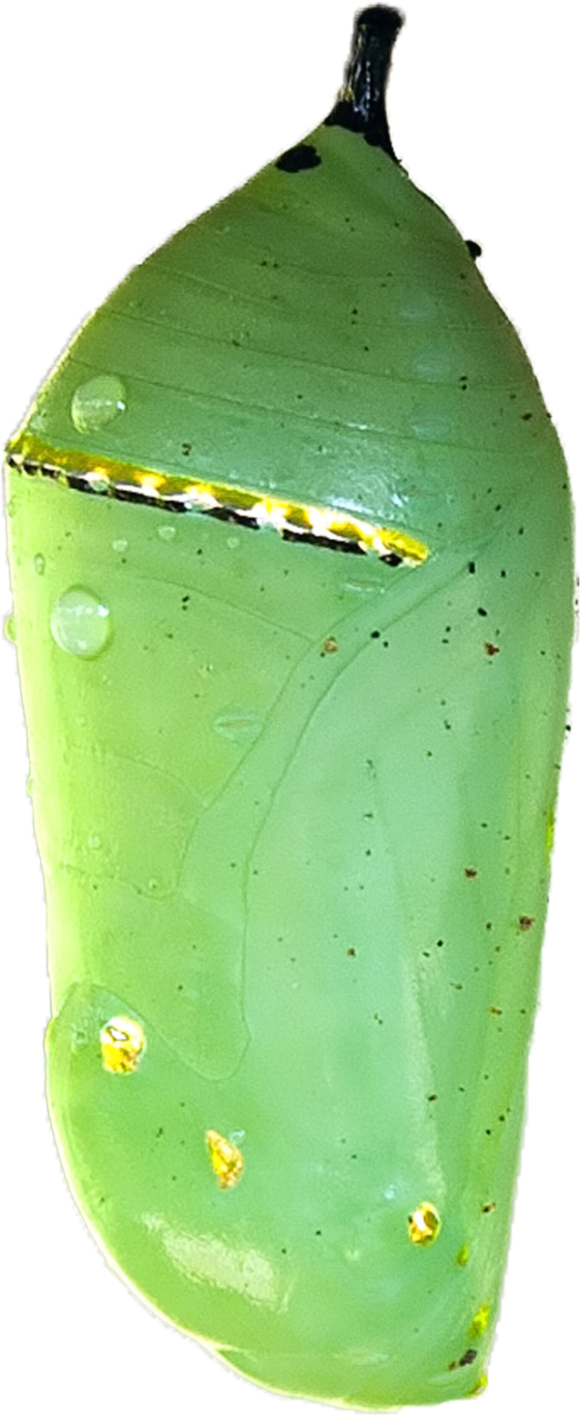 Clipart Cocoon - Clipart Cocoon - (1600x2177) Png Clipart Download