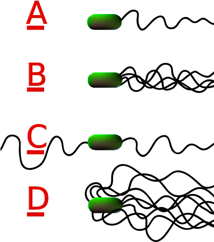 Examples Of Bacterial Flagella Arrangement Schemes - Amphitrichous ...