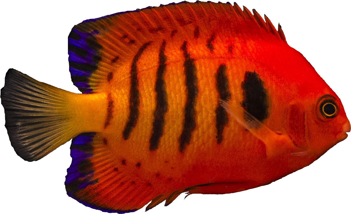 Flame Angelfish - Flame Angelfish Png - (1920x1280) Png Clipart Download