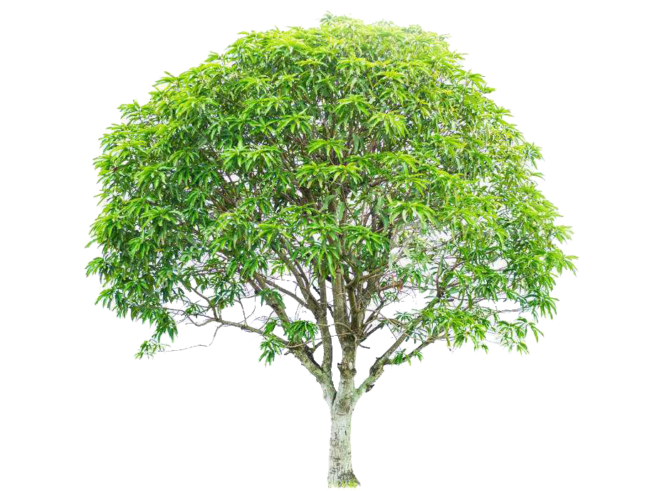 Mango Mangifera Indica Stock Photography Clip Art - Mango Mangifera ...