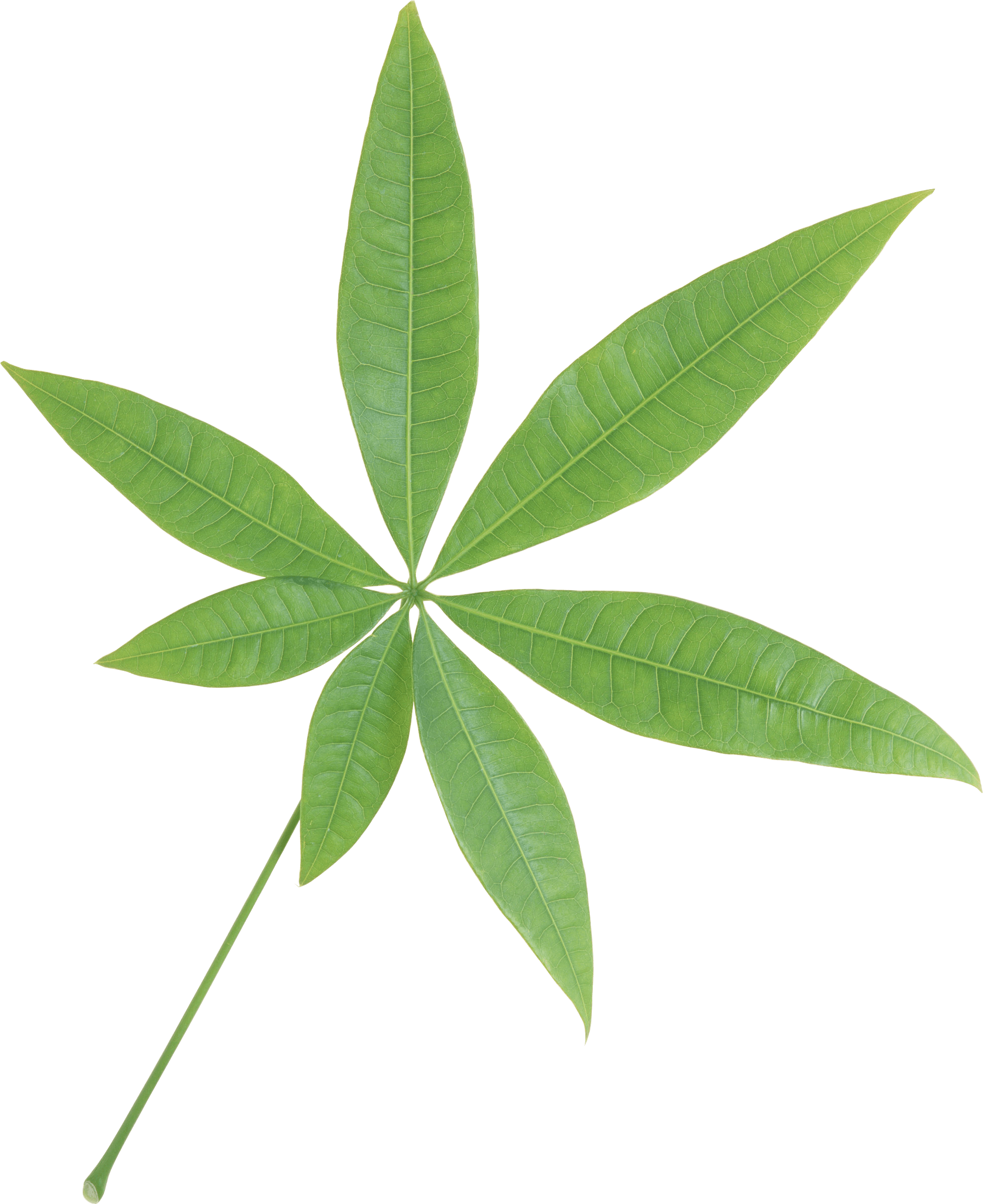 Isolated Star Green Leaf Transparent Png Image - Tree With Seven Leaves ...