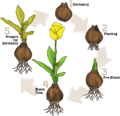 Life Cycle Of A Bulb - Life Cycle Of A Tulip - (565x502) Png Clipart ...