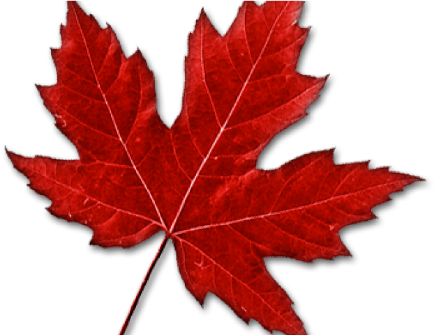 Images Of Maple Leaf - Canadian Maple Leaf Transparent - (640x480) Png ...