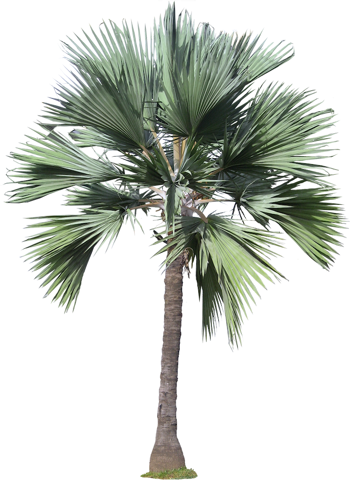 20 Free Tree Png Images - Trees Png High Resolution - (726x996) Png ...