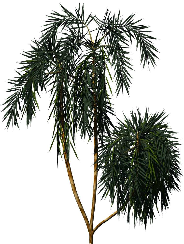 Acai Palm - Texture Mapping - (1024x1024) Png Clipart Download