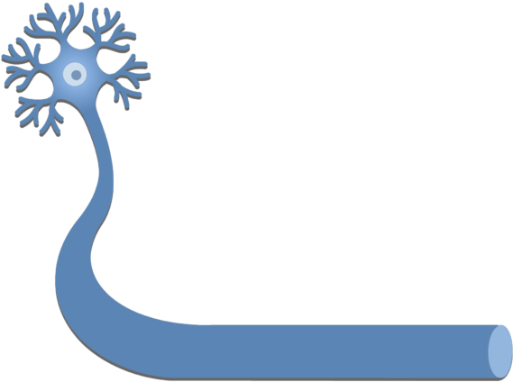 An Image Showing A Neuron With It's Axon - Neuron - Full Size PNG ...