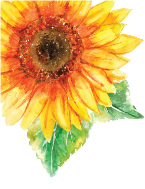 Sun Please - Sunflower - (710x538) Png Clipart Download