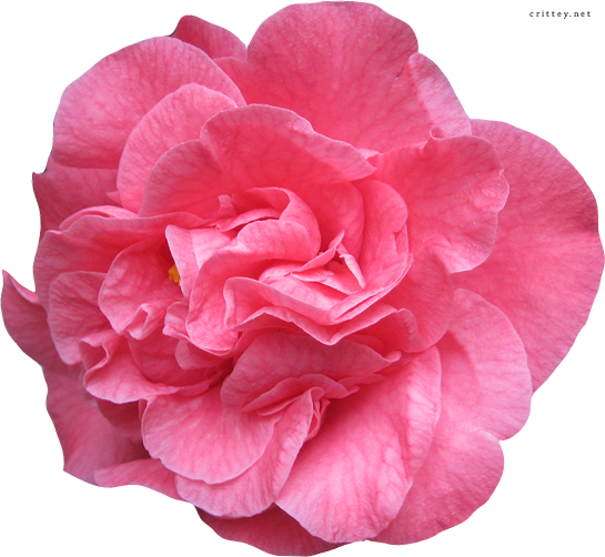 Real Flower Vector Png - (545x502) Png Clipart Download