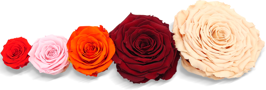 Choose Your Size - Rose Size Comparison - (923x314) Png Clipart Download