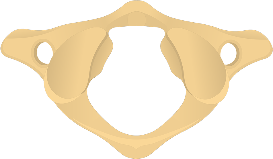 Anatomy Of Atlas Bone - Atlas Vertebrae - (1200x630) Png Clipart Download