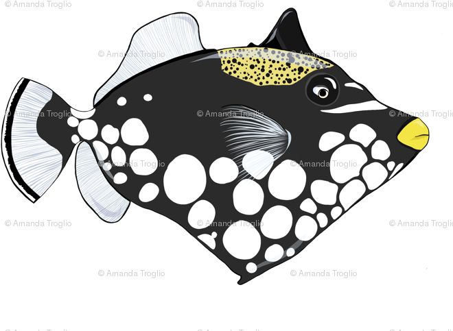 Trunkfish - (683x512) Png Clipart Download