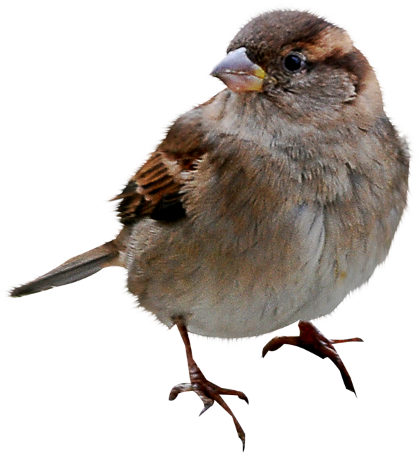 Sparrow Bird Png Download Image - Sparrow Transparent Background - (613x700) Png Clipart Download