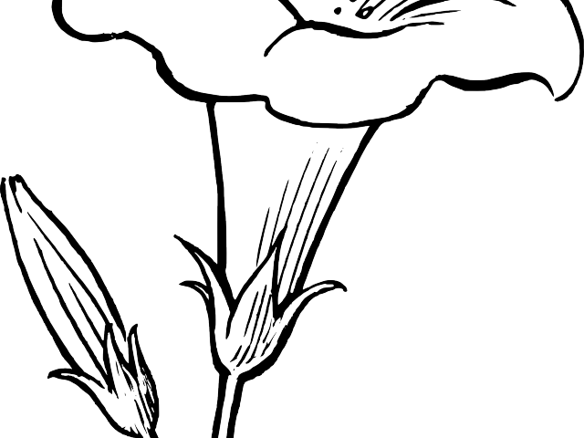 Buttercup Clipart Bulaklak - Flower Black And White Drawing - (640x480 ...