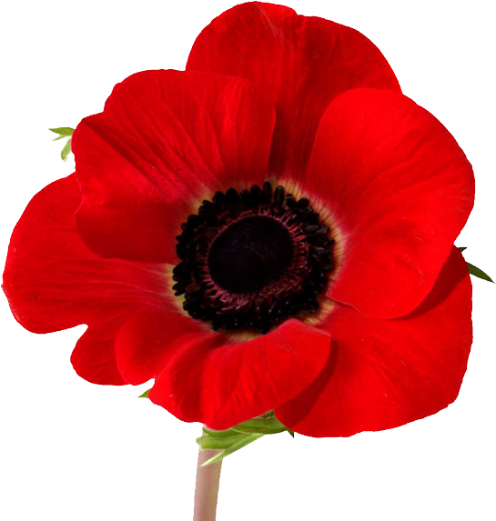 Poppy - Poppy Lest We Forget - Full Size PNG Clipart Images Download