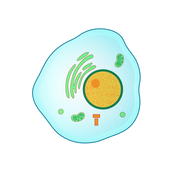 Image Image Image Image Image Image - Interphase Cartoon Cell - Full ...
