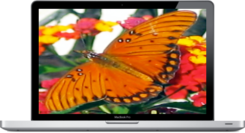 Butterfly - Macbook Pro 13 Inch - (500x272) Png Clipart Download