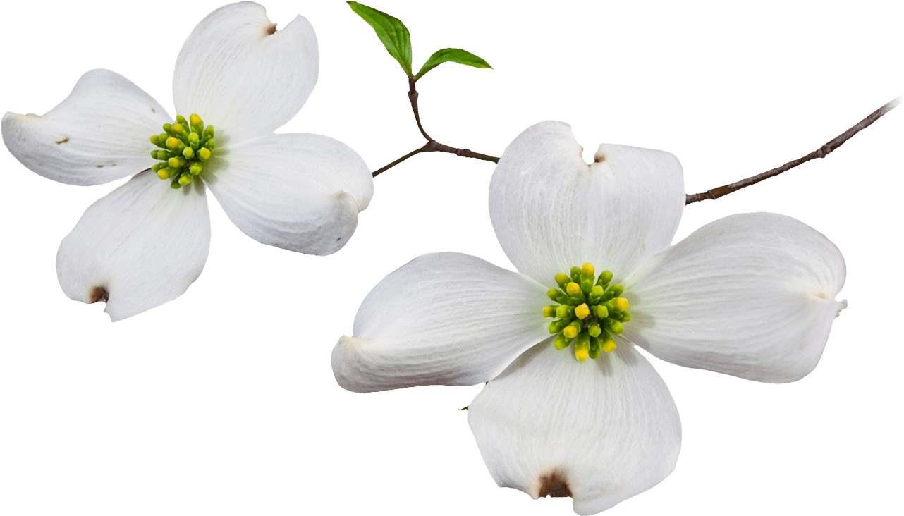 Dogwood Flower - Dogwood Flower Png - (1370x768) Png Clipart Download