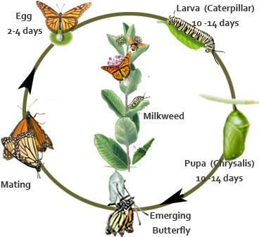 Monarch Butterfly Life Cycle Timeline