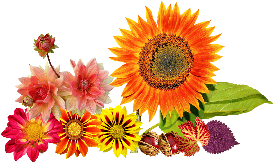 Autumn Flowers Cliparts 6, Buy Clip Art - Autumn Flowers Png - (960x550 ...