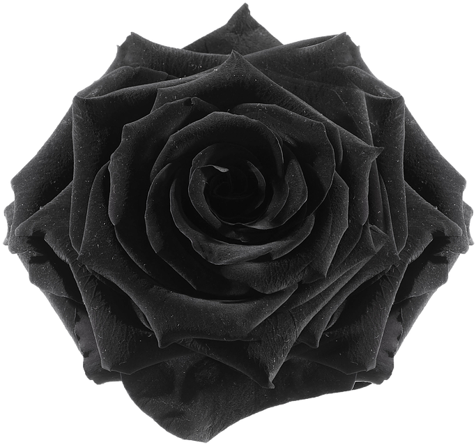 The Gallery For > Flower Tumblr Transparent Black - Rose - (738x738 ...