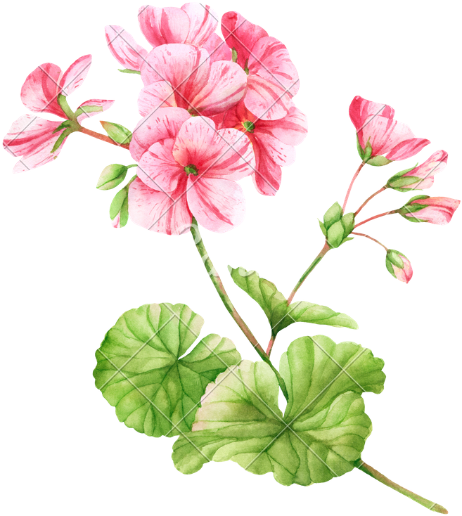 Geranium Flower Watercolor Illustration - Geranium Plant Watercolor ...