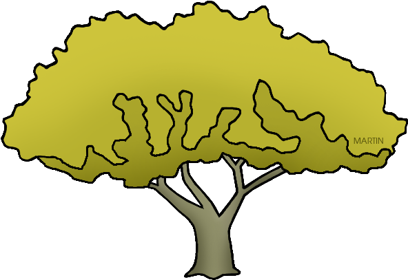 Palo Verde - Arizona State Tree Gif - Full Size PNG Clipart Images Download