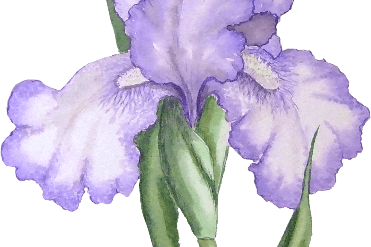 Iris Illustration Transparent Png Stickpng - Blue Flower Watercolor ...