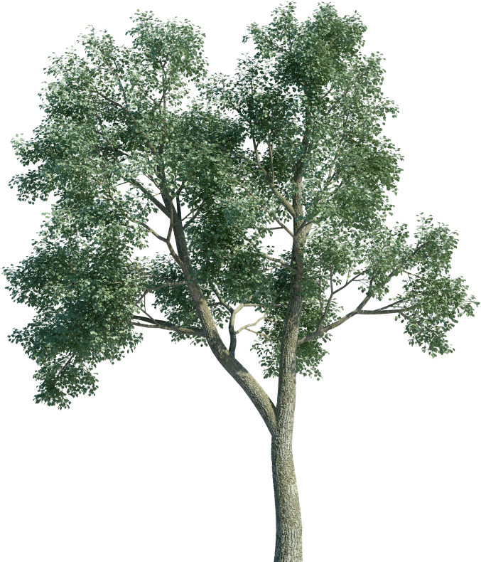 Tree Images Without Background Hd - (1000x800) Png Clipart Download