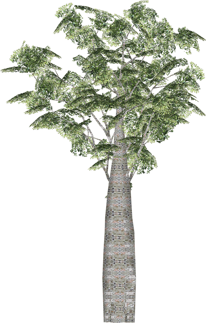 Kauri - Wiki - (1038x1038) Png Clipart Download