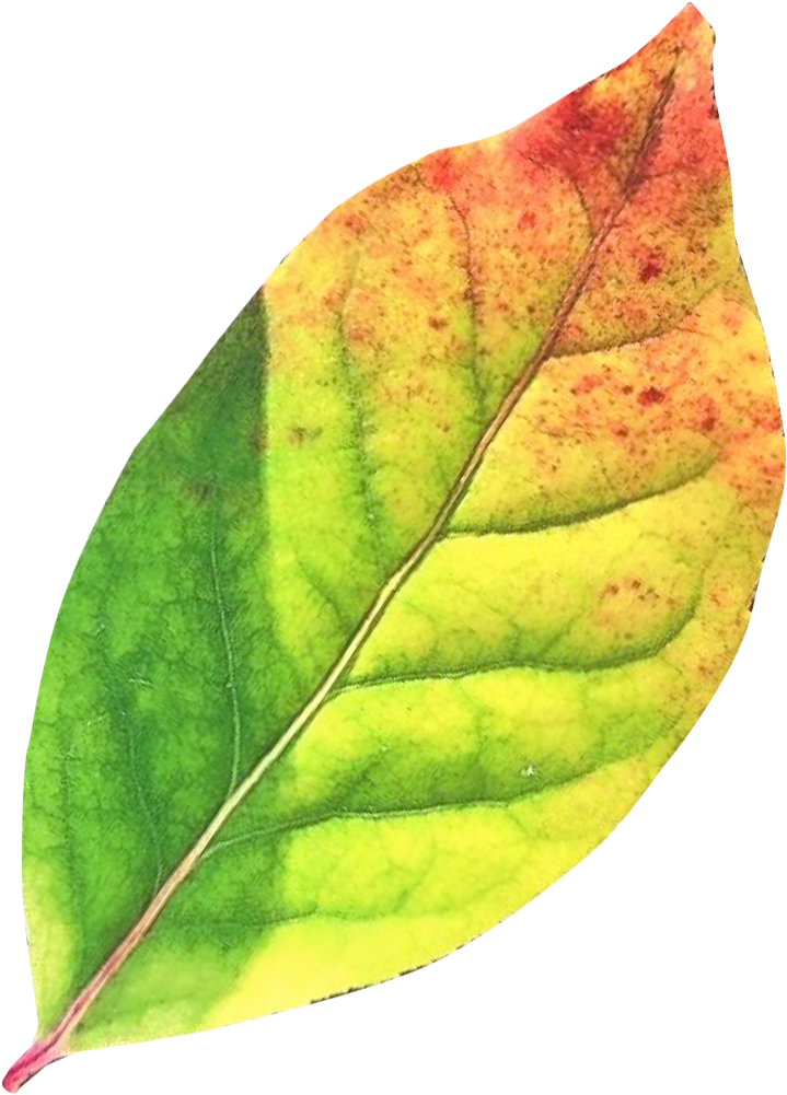 Autumn Leaf Png Transparent Image - Leaf Png - (1005x1153) Png Clipart ...