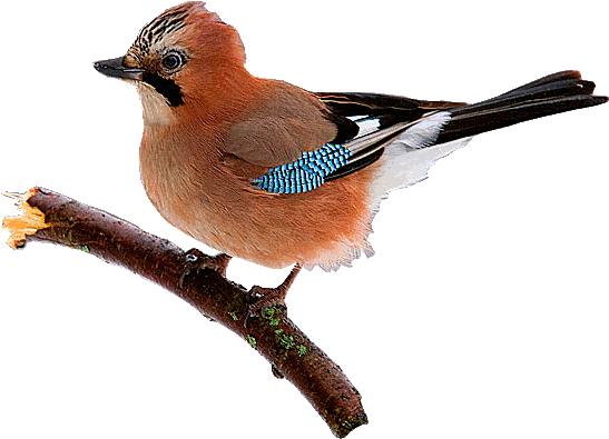 Animated Bird Gif - Bird Gif - (638x479) Png Clipart Download