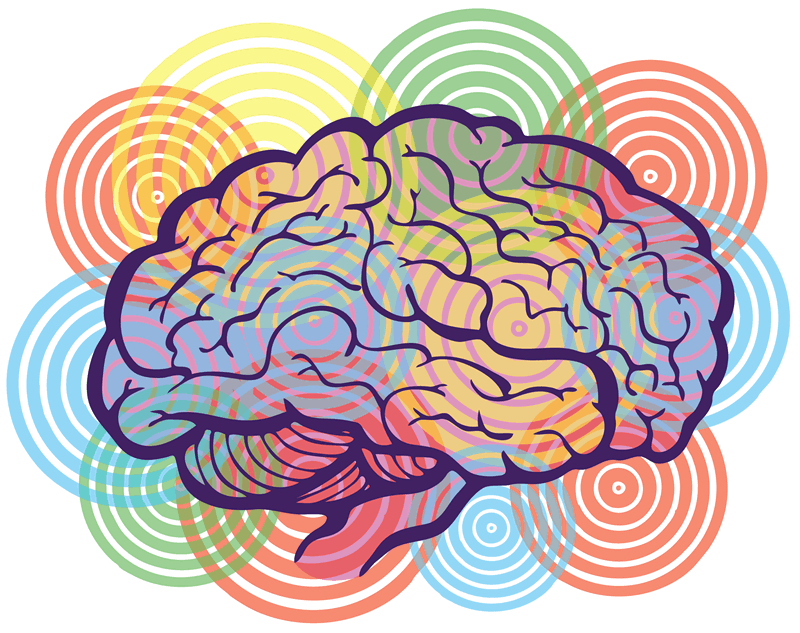 Brain Graphic Design Png - (800x633) Png Clipart Download