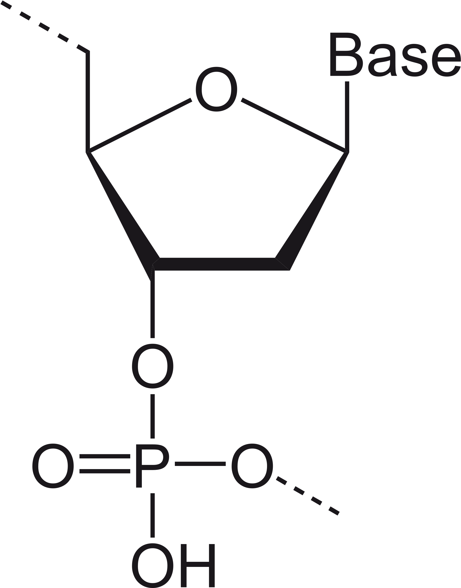 Rna Monomer Structure at Isabel Newell blog