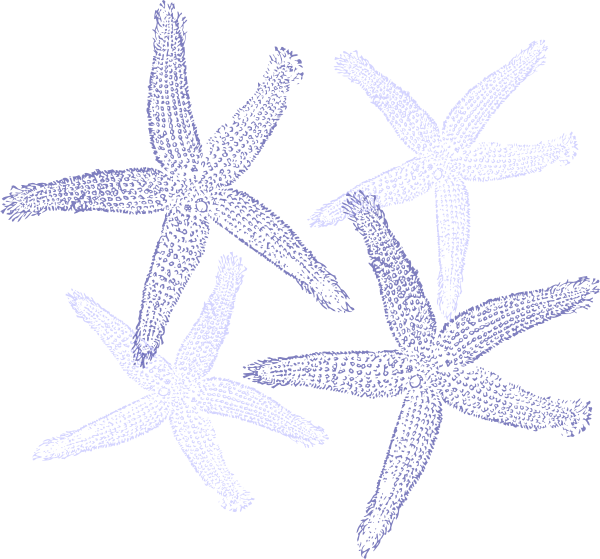Starfish Clipart Light Blue - Transparent Background Starfish Clipart ...