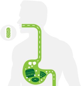 Digestion Diagram - Digestion - Full Size PNG Clipart Images Download