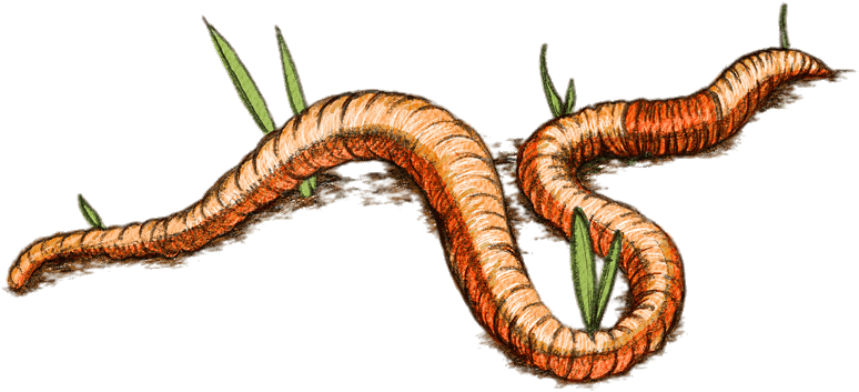 Earth Worm Drawing Download In Png Format - Worms - (812x357) Png ...