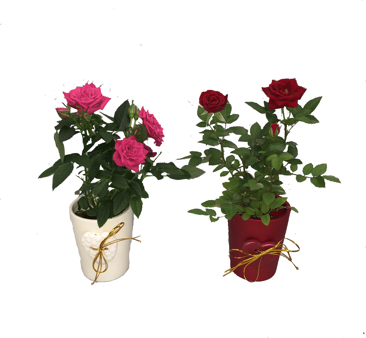 Mini Rose - Mini Roses Png - (1280x1280) Png Clipart Download