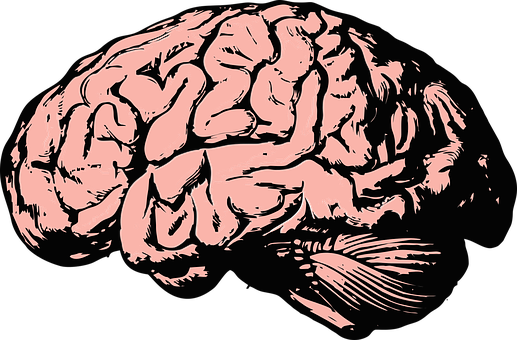 Brain, Think, Knowledge, Mind, Science - Brain Png - Full Size PNG ...