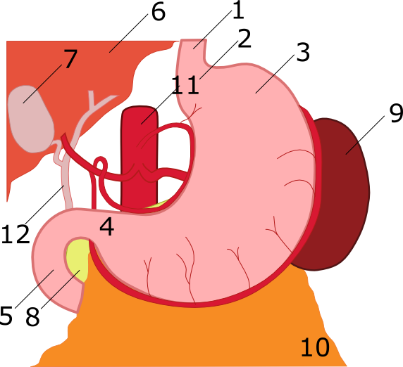 Anatomy Of Stomach Numbered - Anatomy Of Stomach - (572x522) Png ...