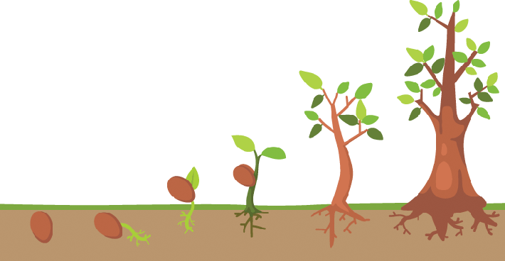 Tree Life Cycle - Tree Growing From Seed - (710x368) Png Clipart Download