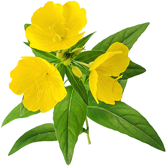 Evening Primrose Flower Oil - Evening Primrose Oil Png Transparent ...