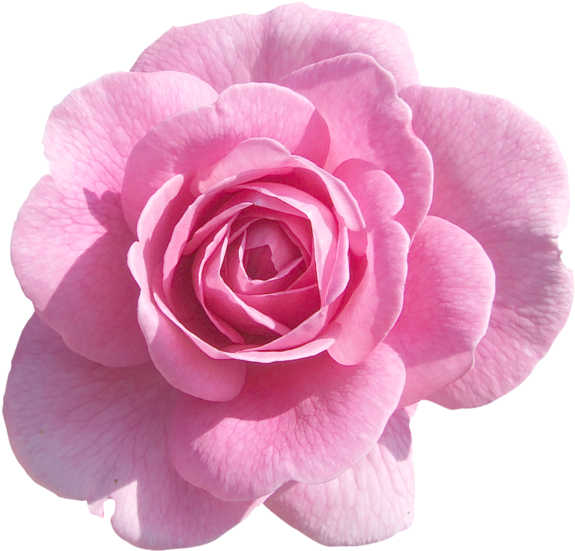 Pink Roses - Delta Zeta Killarney Rose - (600x599) Png Clipart Download