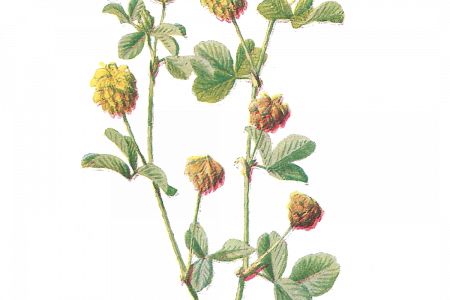 Hop Clipart Botanical Illustration - Botanical Flower Png - (450x300 ...