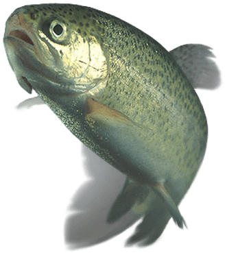 Trout - Trout Transparent Background - (400x400) Png Clipart Download