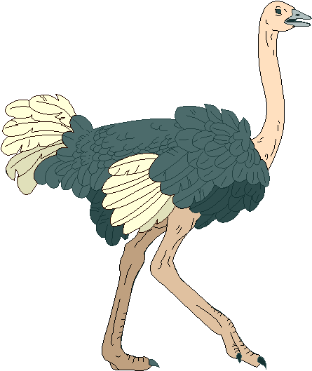Ostrich Clip Art - Ostrich Cliparts - (449x535) Png Clipart Download