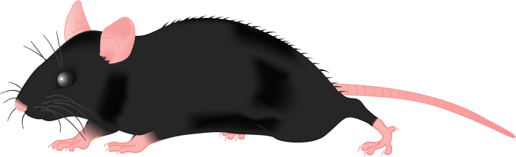 C57bl 6 Mice Cartoon - (749x228) Png Clipart Download