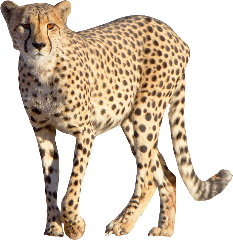 Cheetah Transparent Png Photo - Cheetah Png - (1026x1034) Png Clipart ...