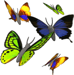 The Butterfly Life Cycle - Animated Butterflies - (350x350) Png Clipart ...