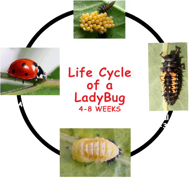 Life Cycle Of A Ladybug - (700x650) Png Clipart Download